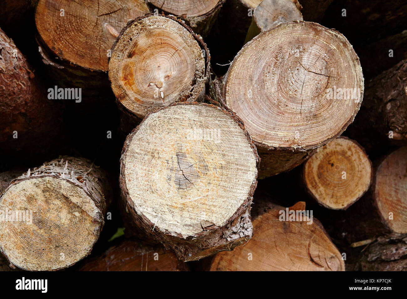 Amrum (Germany) - Pile of tree boles Stock Photo - Alamy