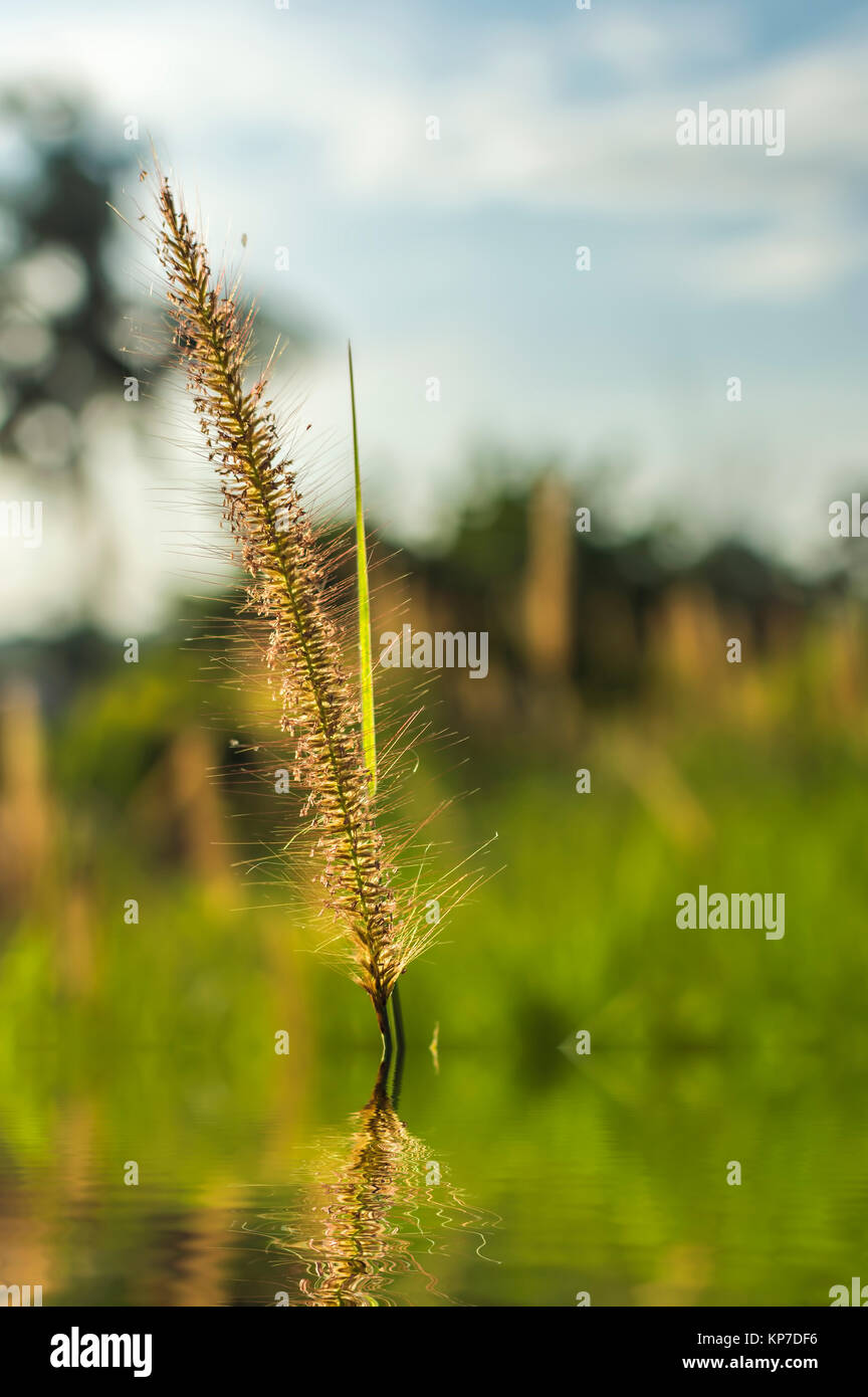 Wild grass isolated Stock Photo - Alamy