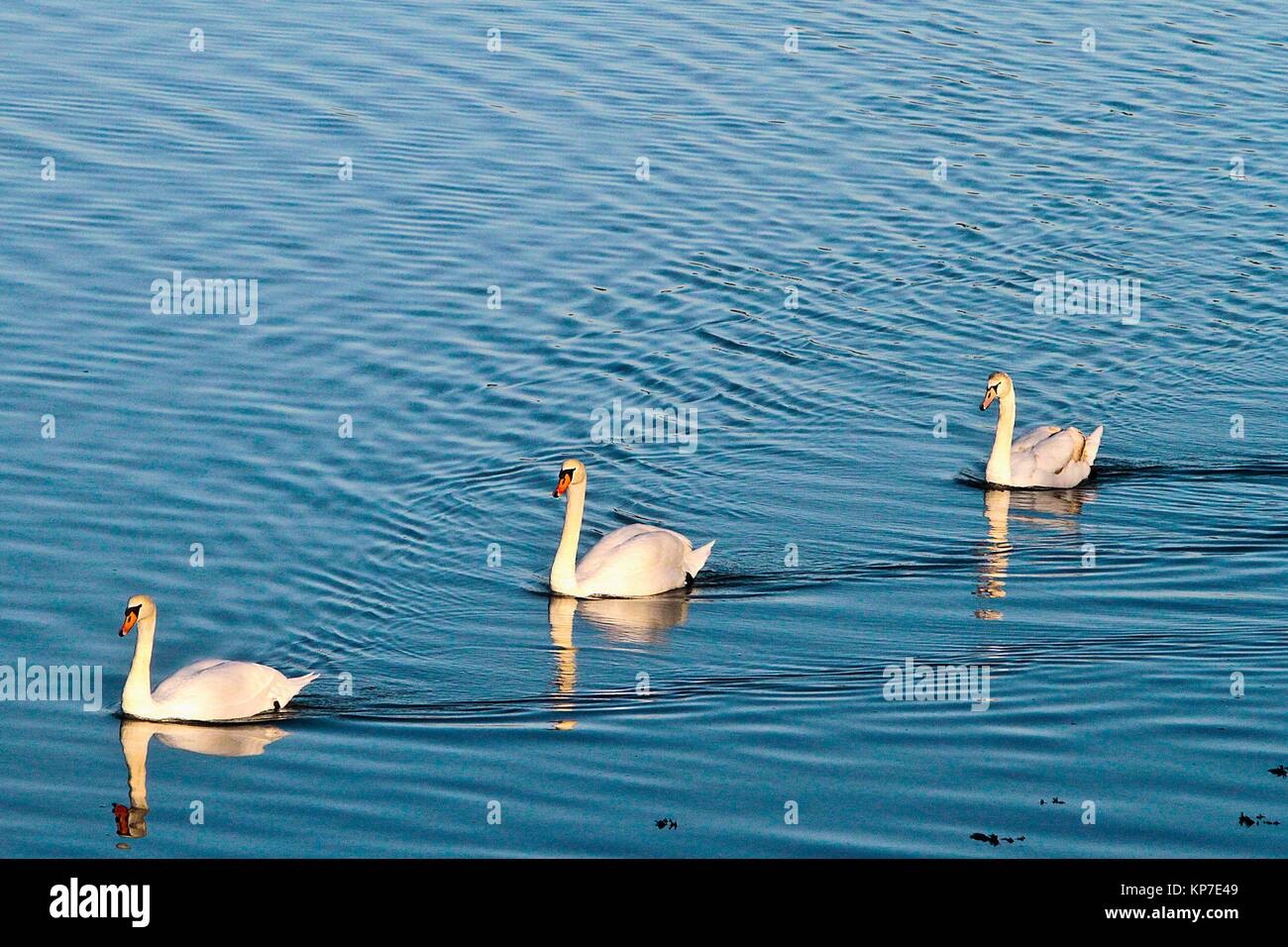 Three swan hi-res stock photography and images - Alamy