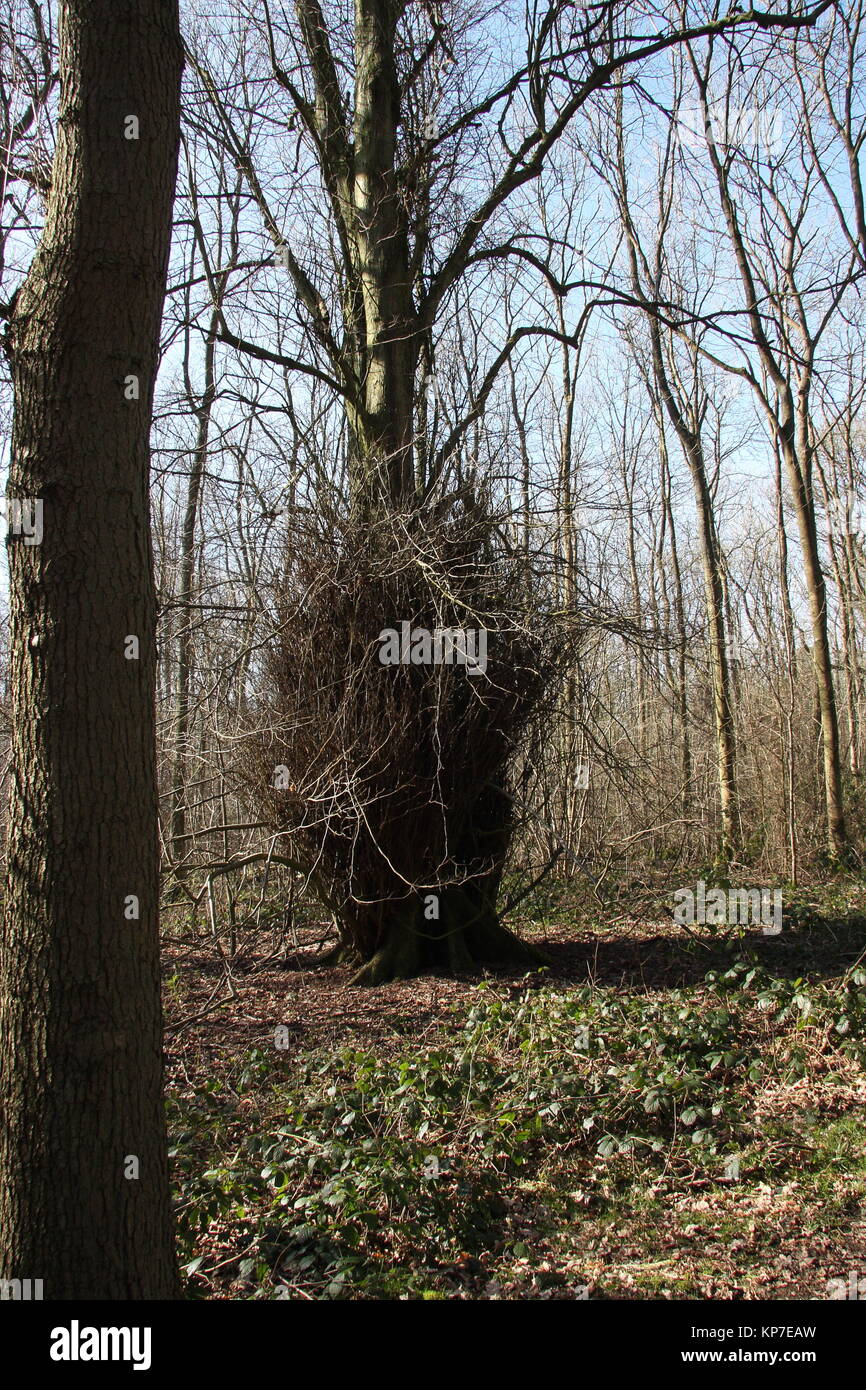 Stressed tree hi-res stock photography and images - Alamy