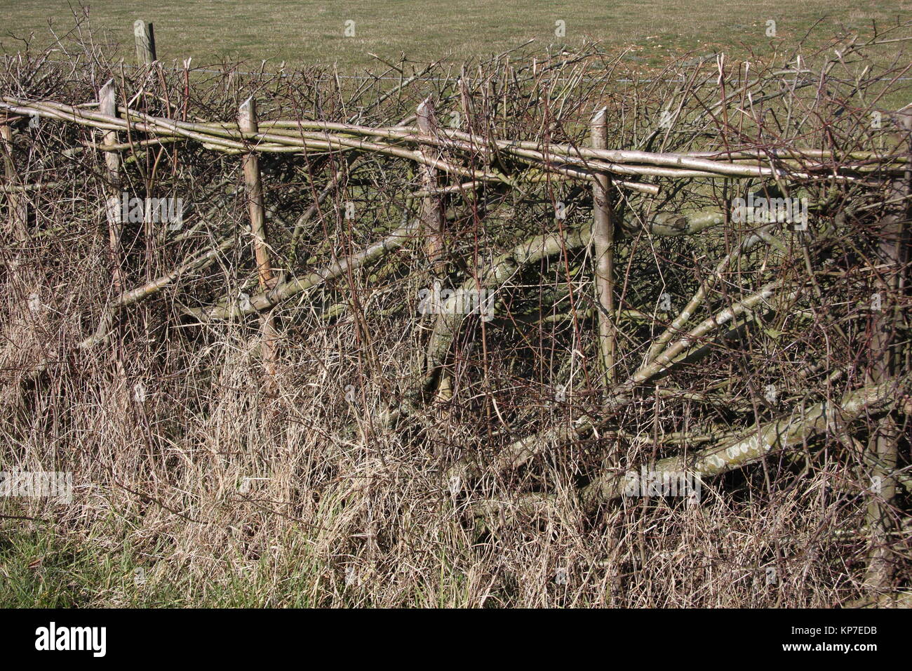 Layered Hedge High Resolution Stock Photography and Images - Alamy