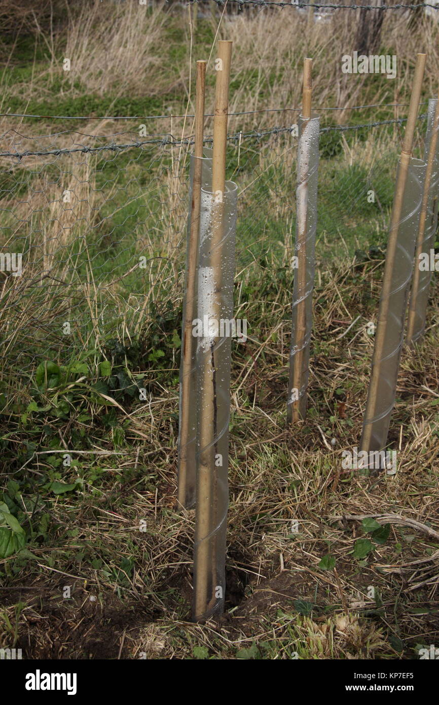Plant a hedge whips hi-res stock photography and images - Alamy