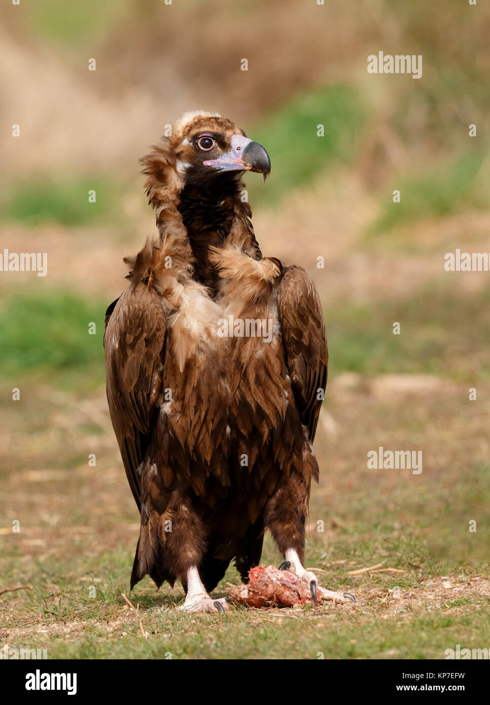 The majestic wild black vulture in its habitat Stock Photo - Alamy