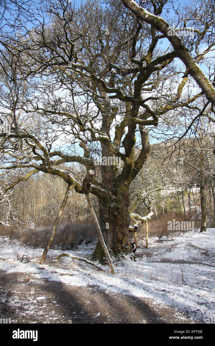 Birnam High Resolution Stock Photography and Images - Alamy