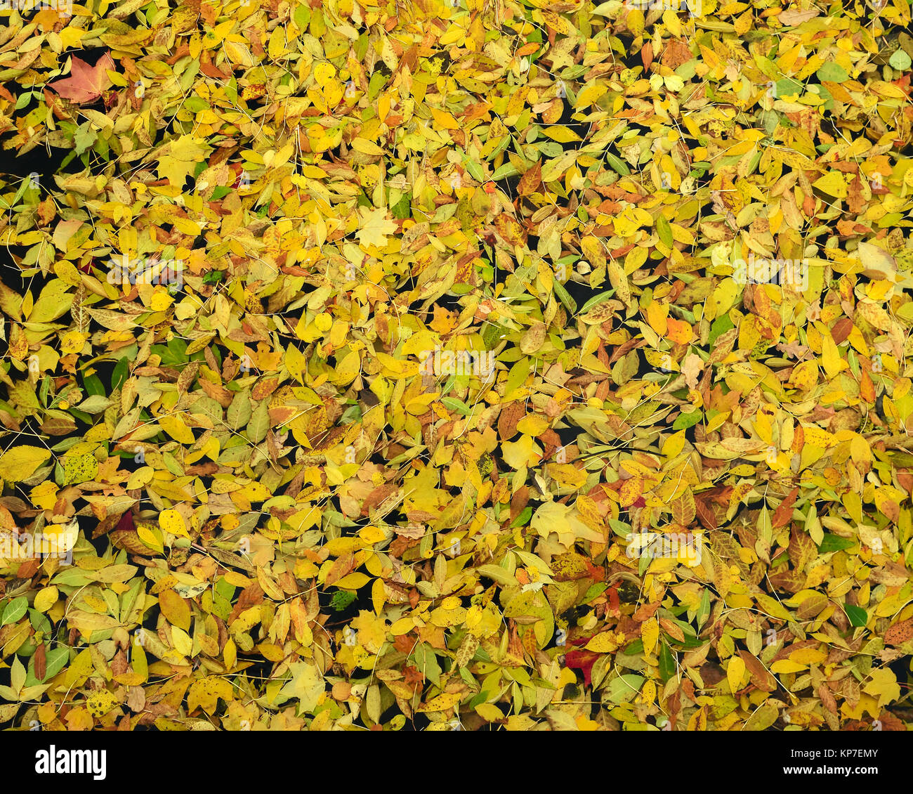 In autumn the leaves fall from the trees.They have a colorful and ...