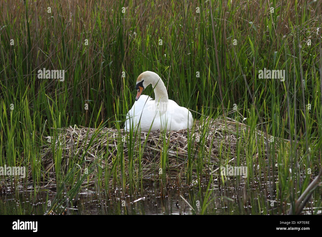 Cob of swans hi-res stock photography and images - Alamy