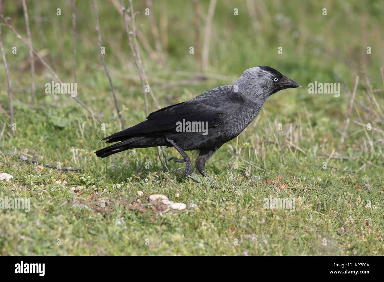 Jackdaw corvus monedula grass hi-res stock photography and images - Alamy