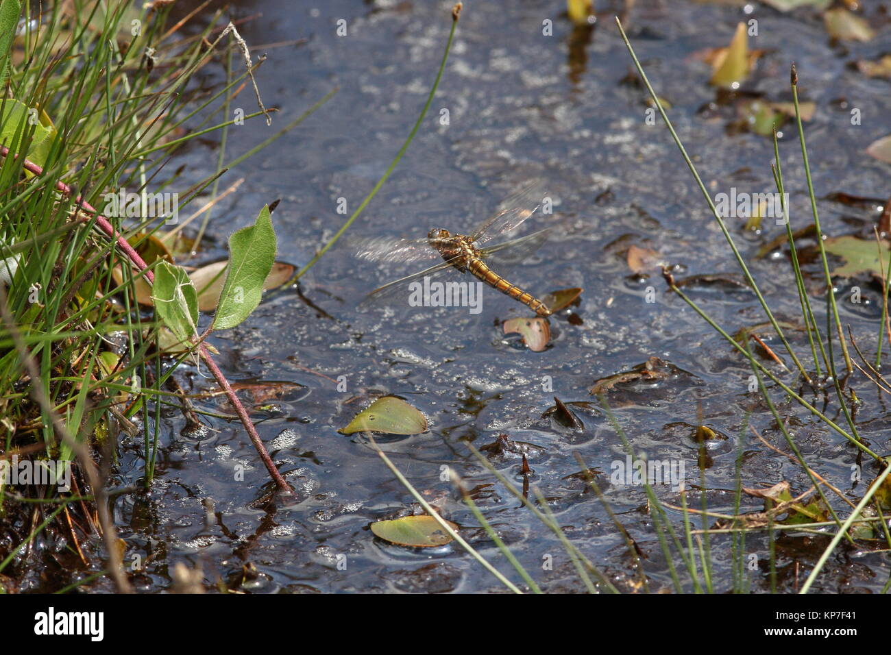 Female skimmer hi-res stock photography and images - Alamy