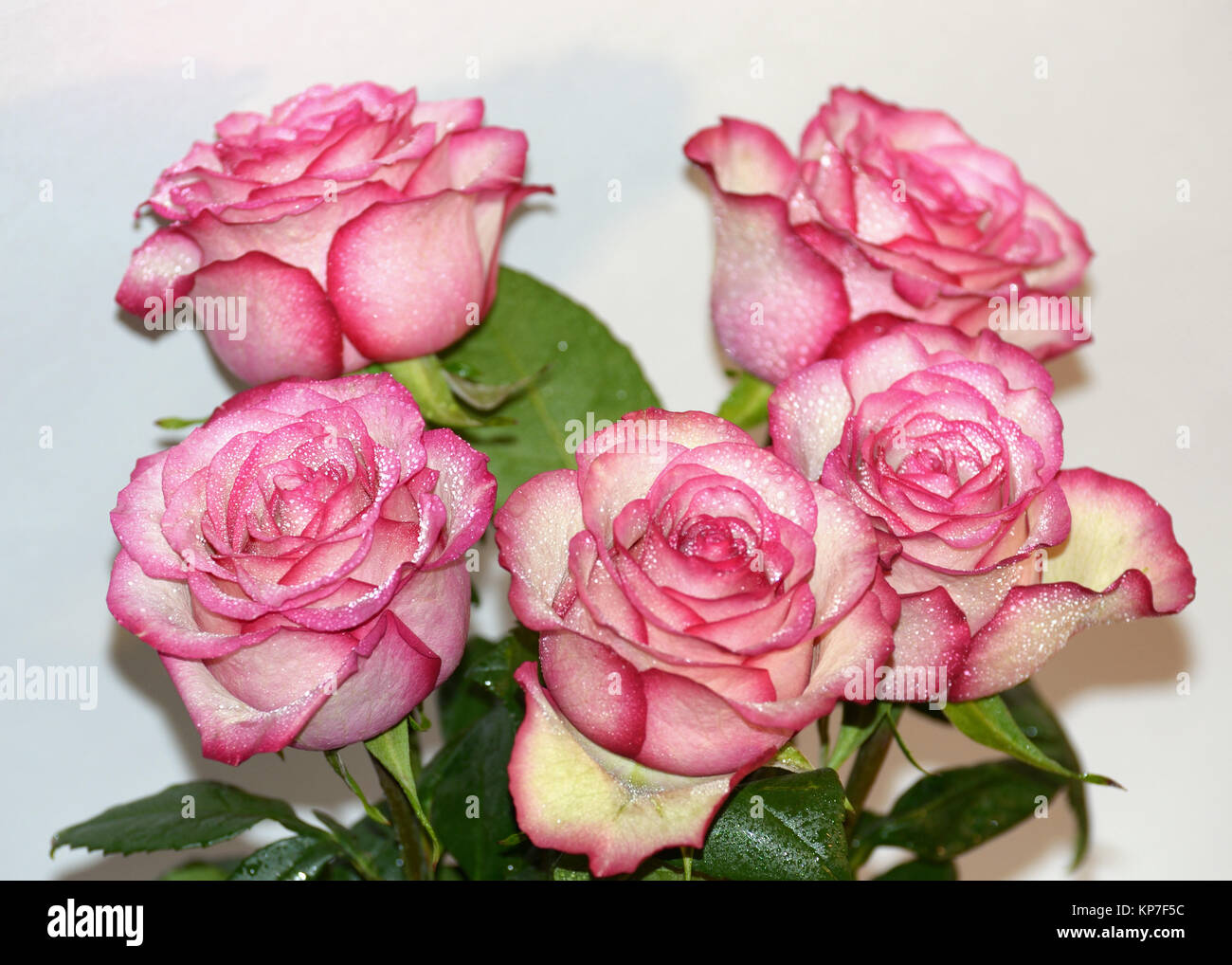 roses are amazingly beautiful plants, flowers which have a pleasant ...