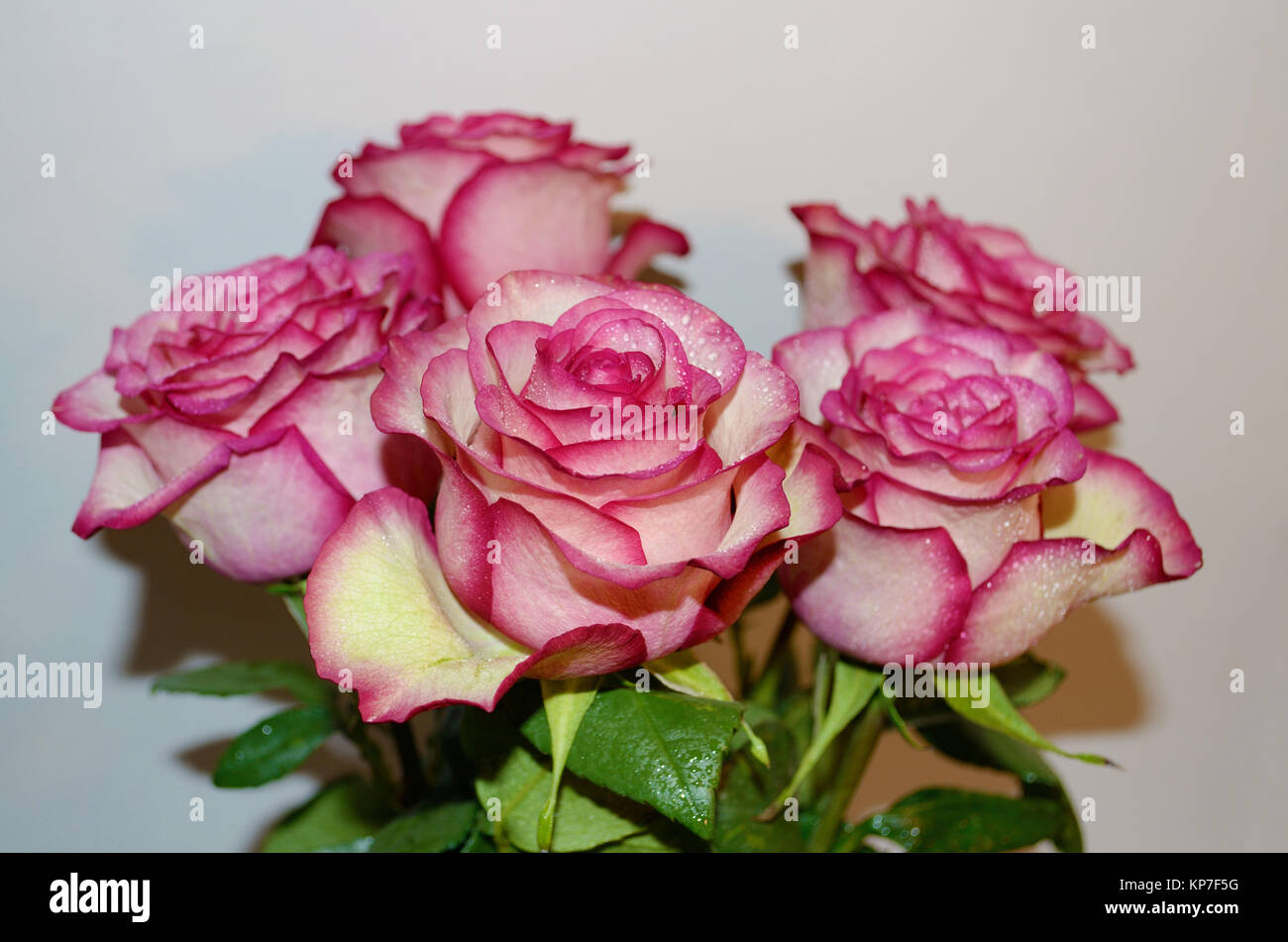 roses are amazingly beautiful plants, flowers which have a pleasant ...