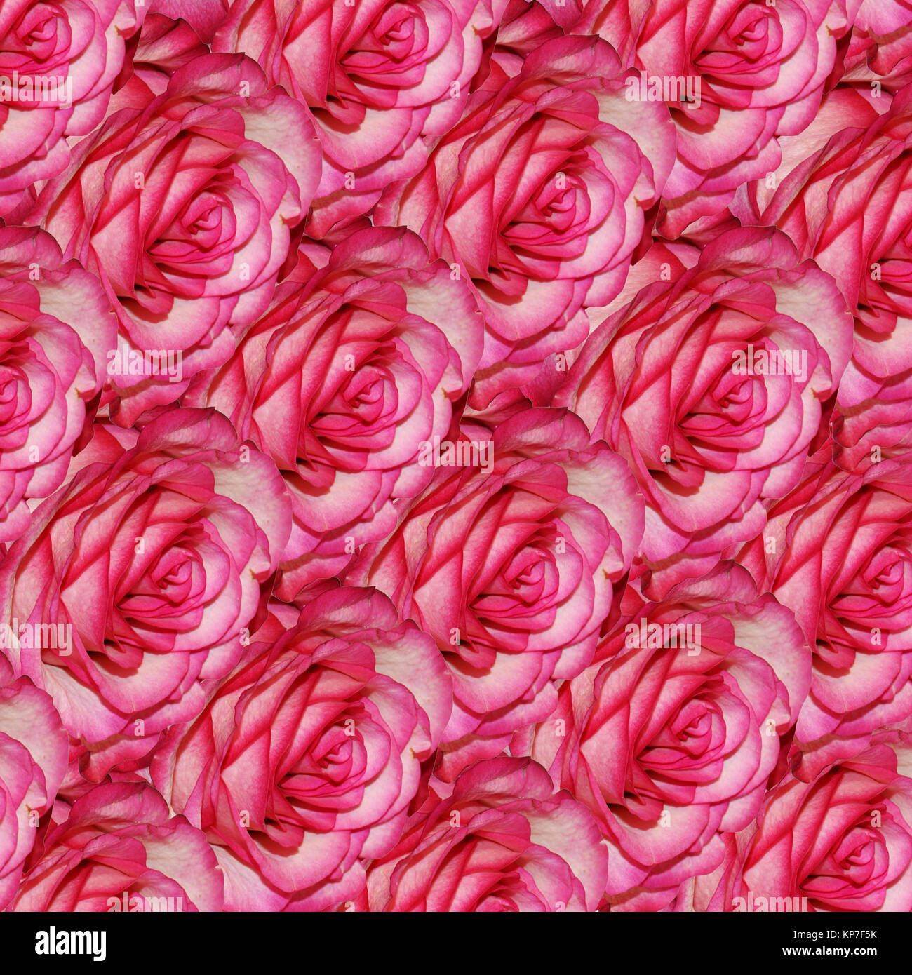 roses are amazingly beautiful plants, flowers which have a pleasant ...