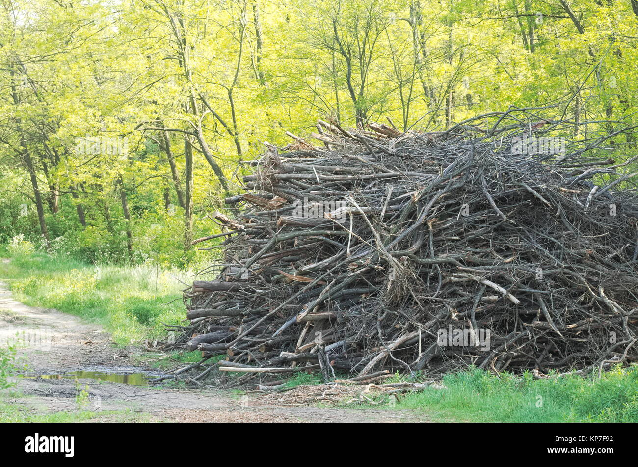 Pile of twigs and branches hi-res stock photography and images - Alamy