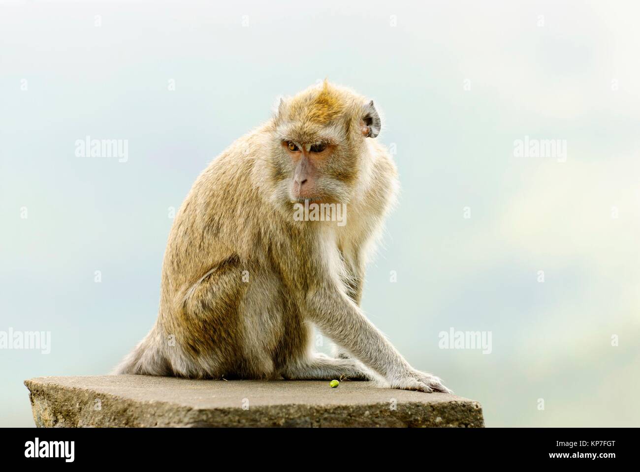 Mauritius black river gorge monkey hi-res stock photography and images ...