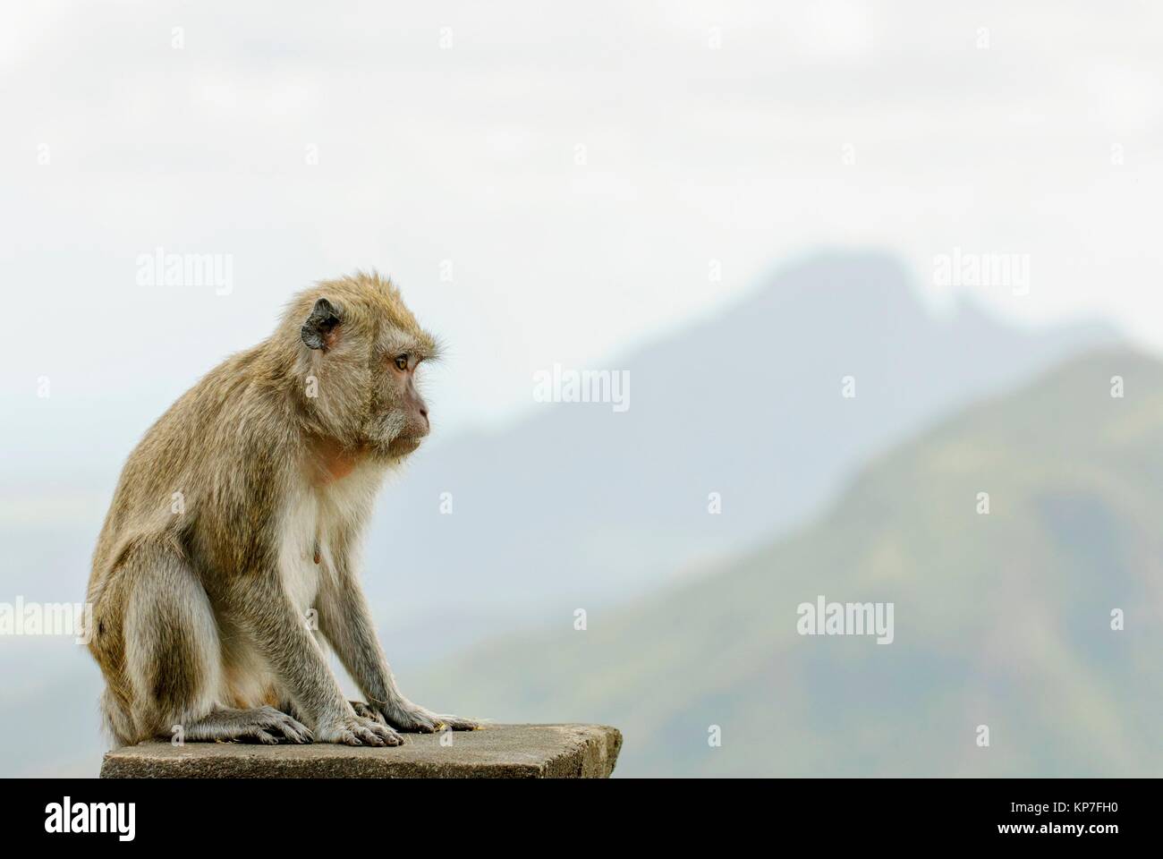 Mauritius black river gorge monkey hi-res stock photography and images ...