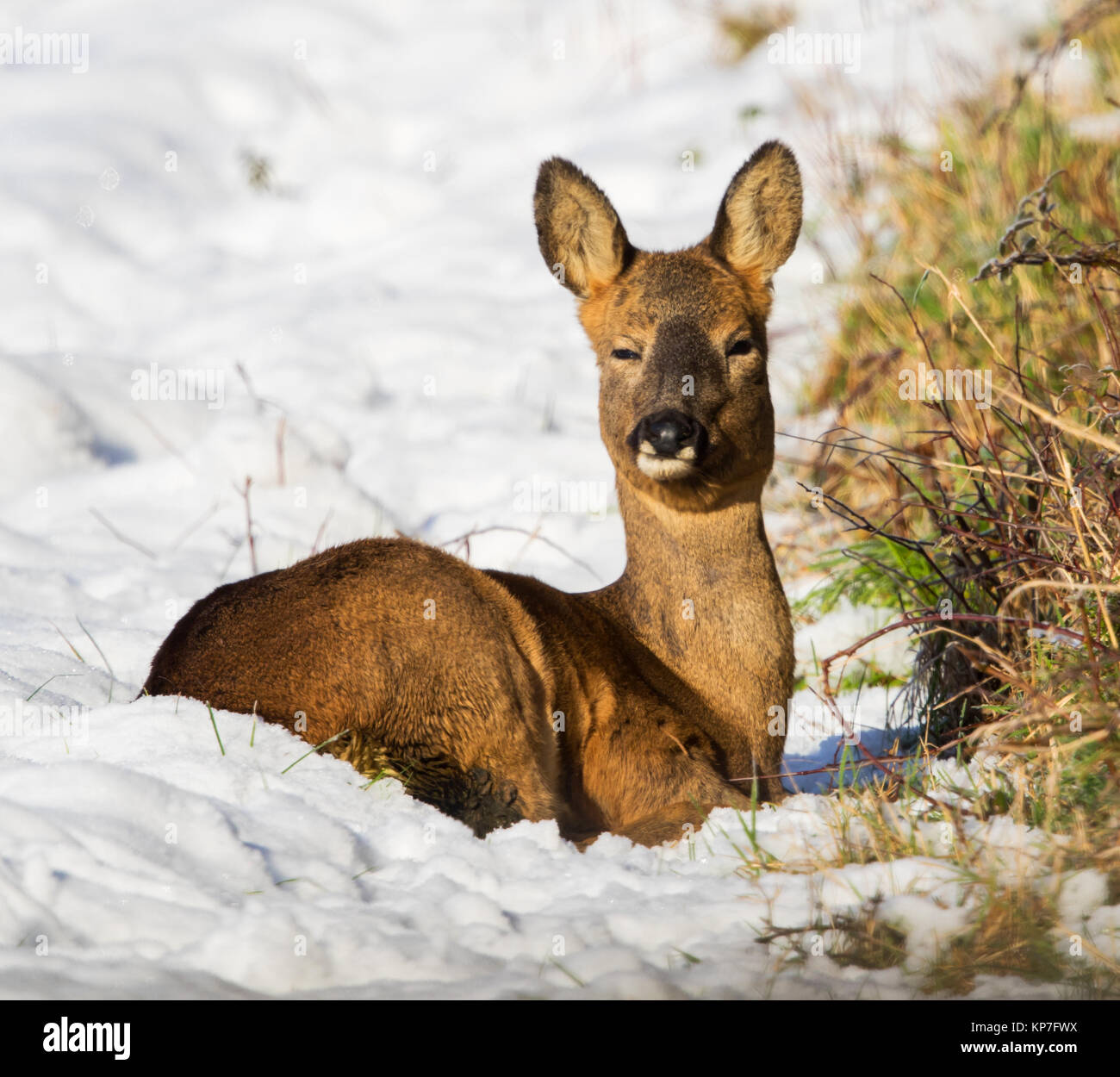 Deer sleeping in snow hi-res stock photography and images - Alamy