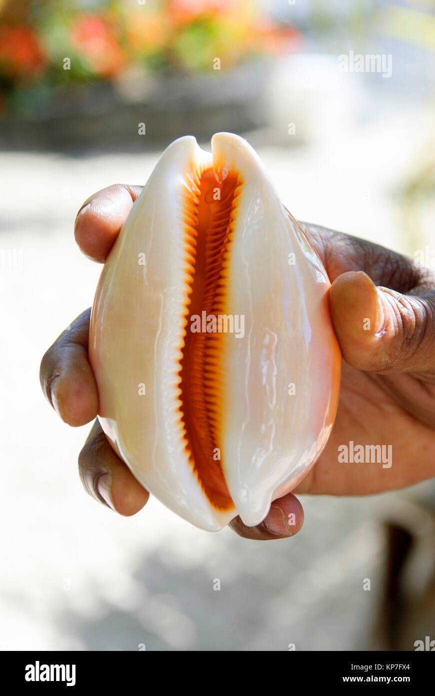 Showing to the ocean hi-res stock photography and images - Alamy