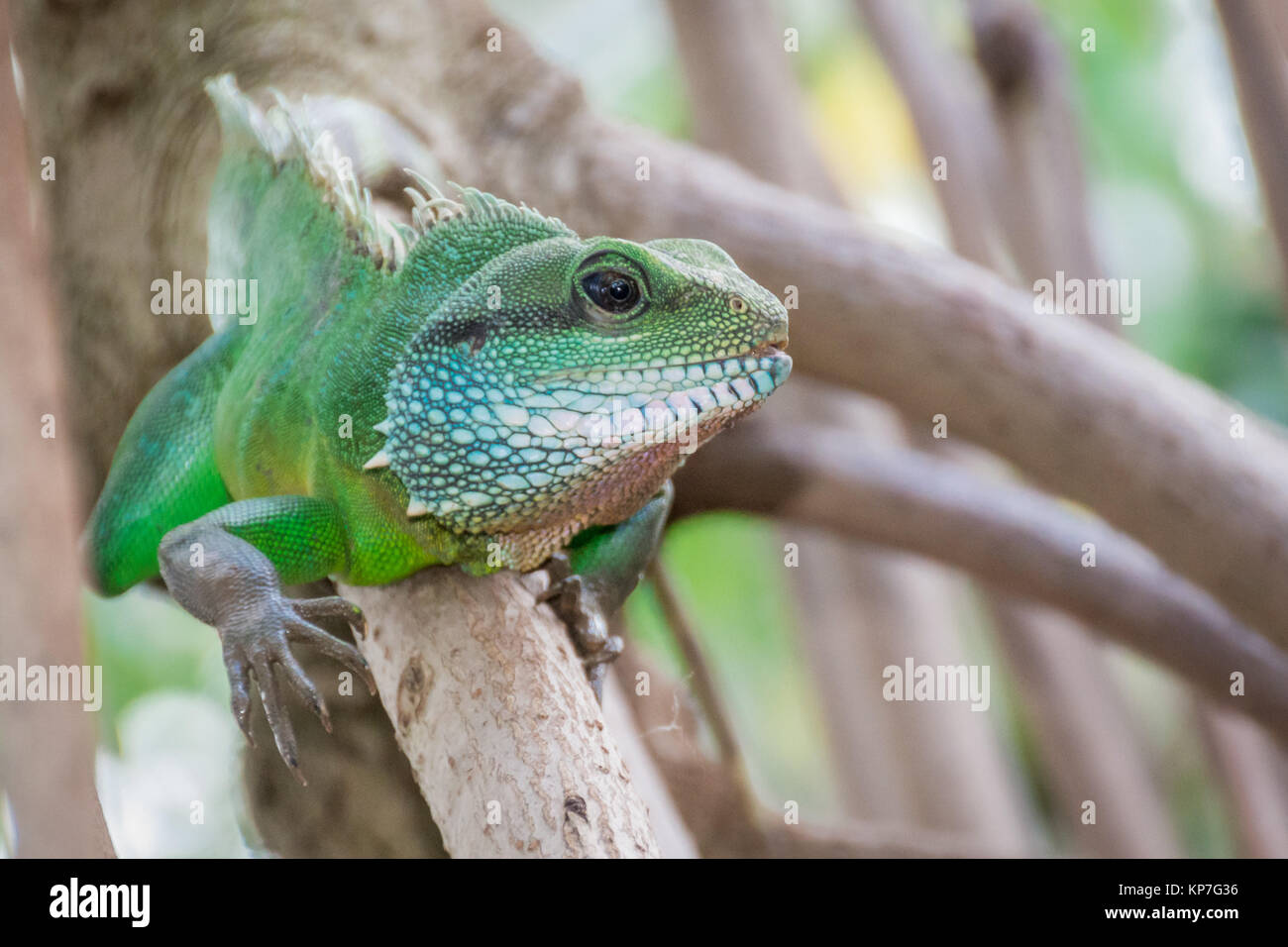 Green Iguana climbing on branch Stock Photo - Alamy
