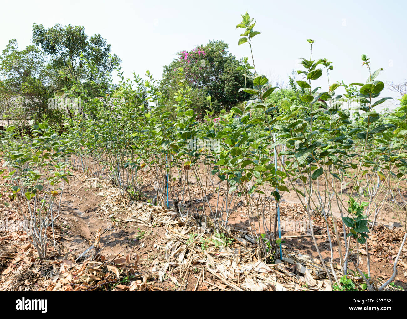 Natural silk farming and handcrafted manufacture of silk artifacts ...