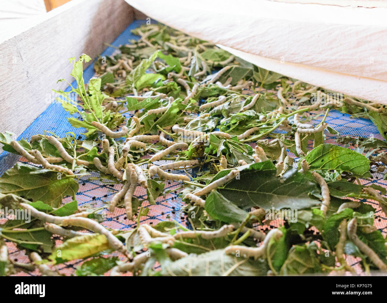 Natural silk farming and handcrafted manufacture of silk artifacts ...