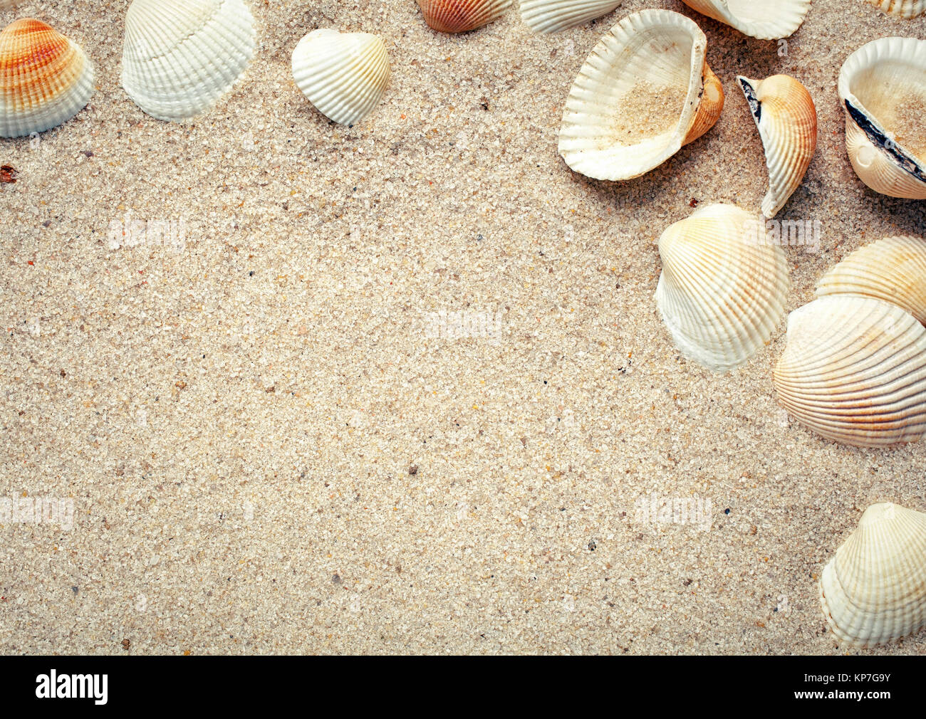 Sea shells on sand Stock Photo - Alamy