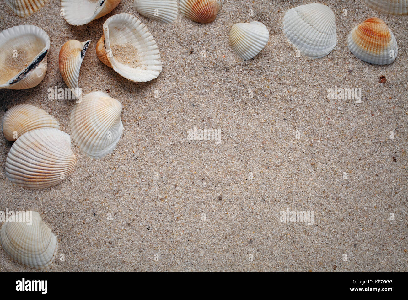 Sea shells on sand Stock Photo - Alamy