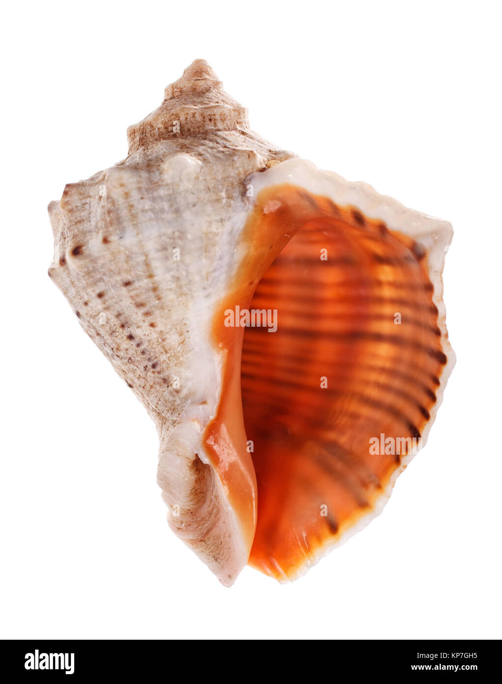 Sea shell isolated on white background Stock Photo - Alamy