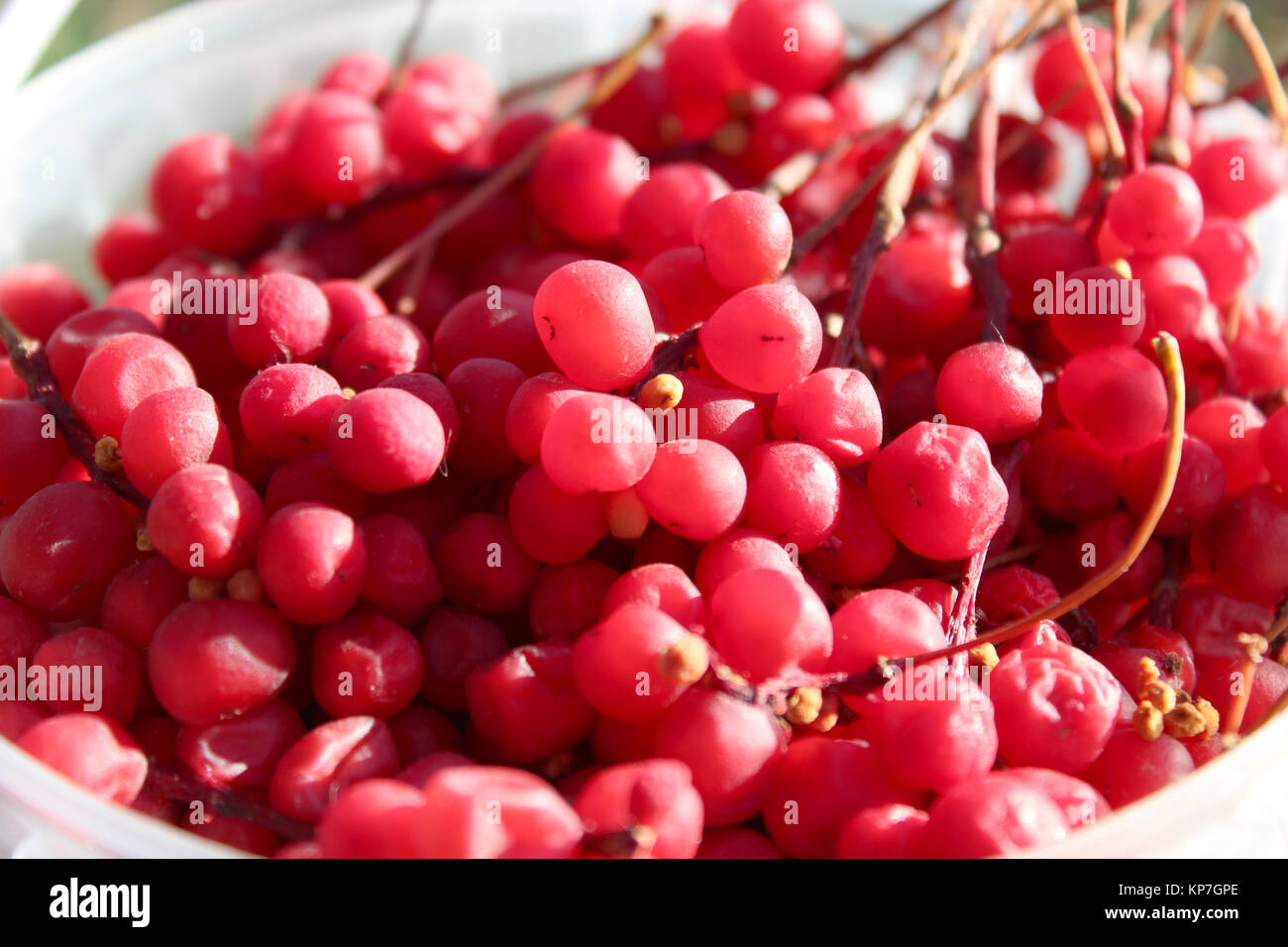 Schizandra hi-res stock photography and images - Alamy