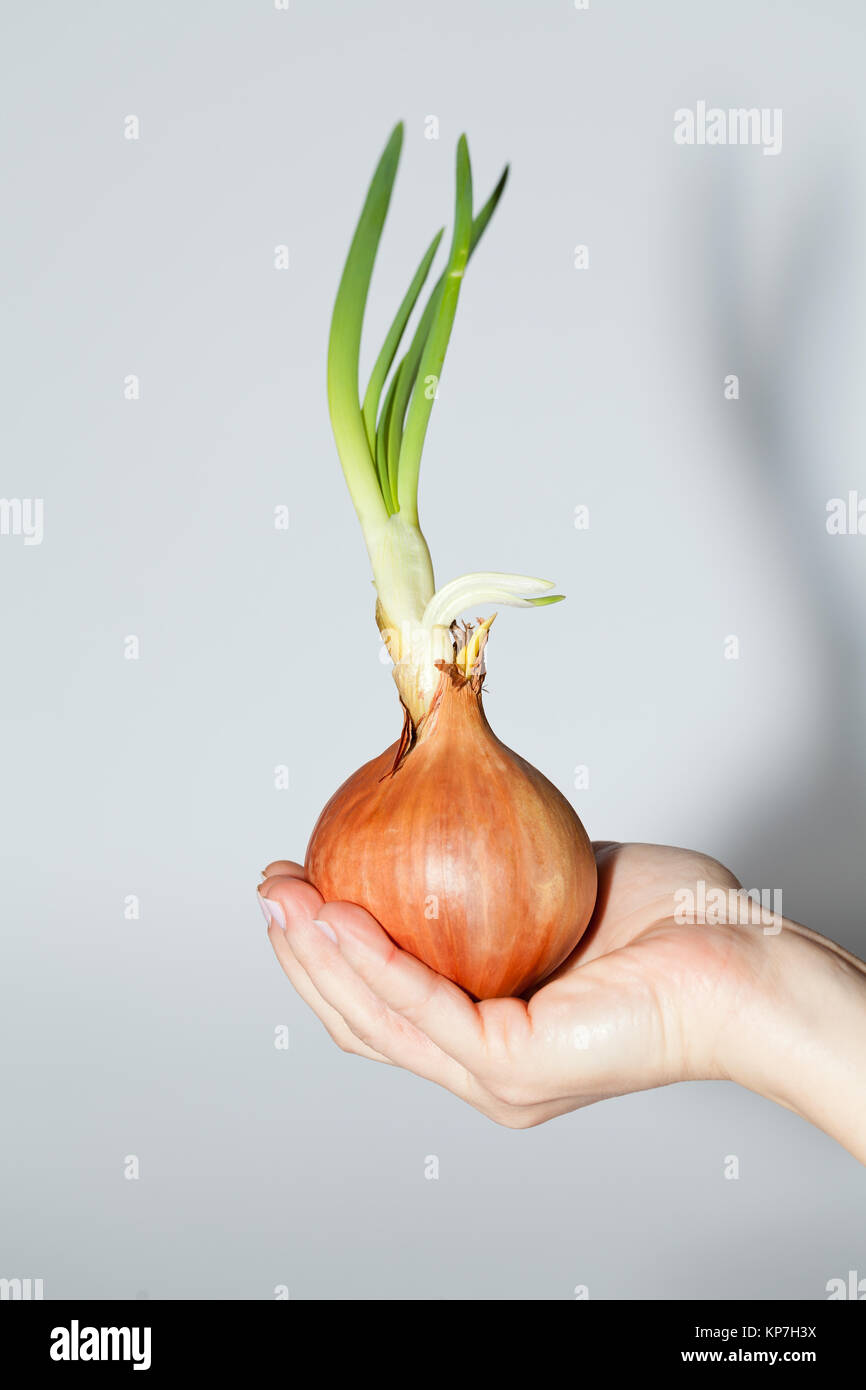 Mature yellow onions hi-res stock photography and images - Alamy