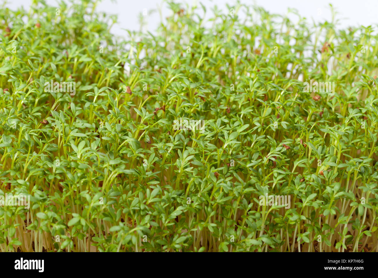 Cress seedlings isolated on white background Stock Photo - Alamy