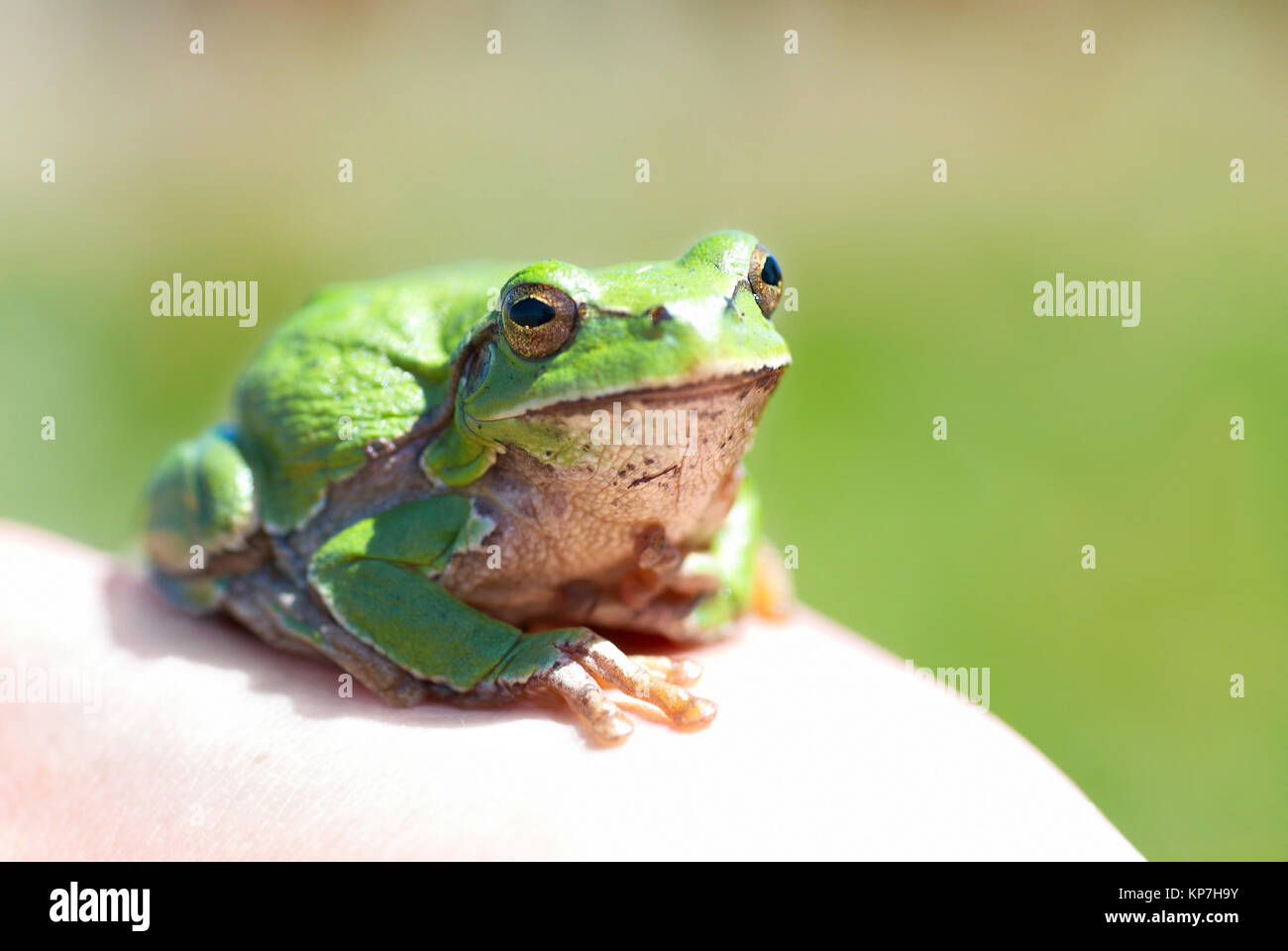 Tiny frog new hi-res stock photography and images - Alamy