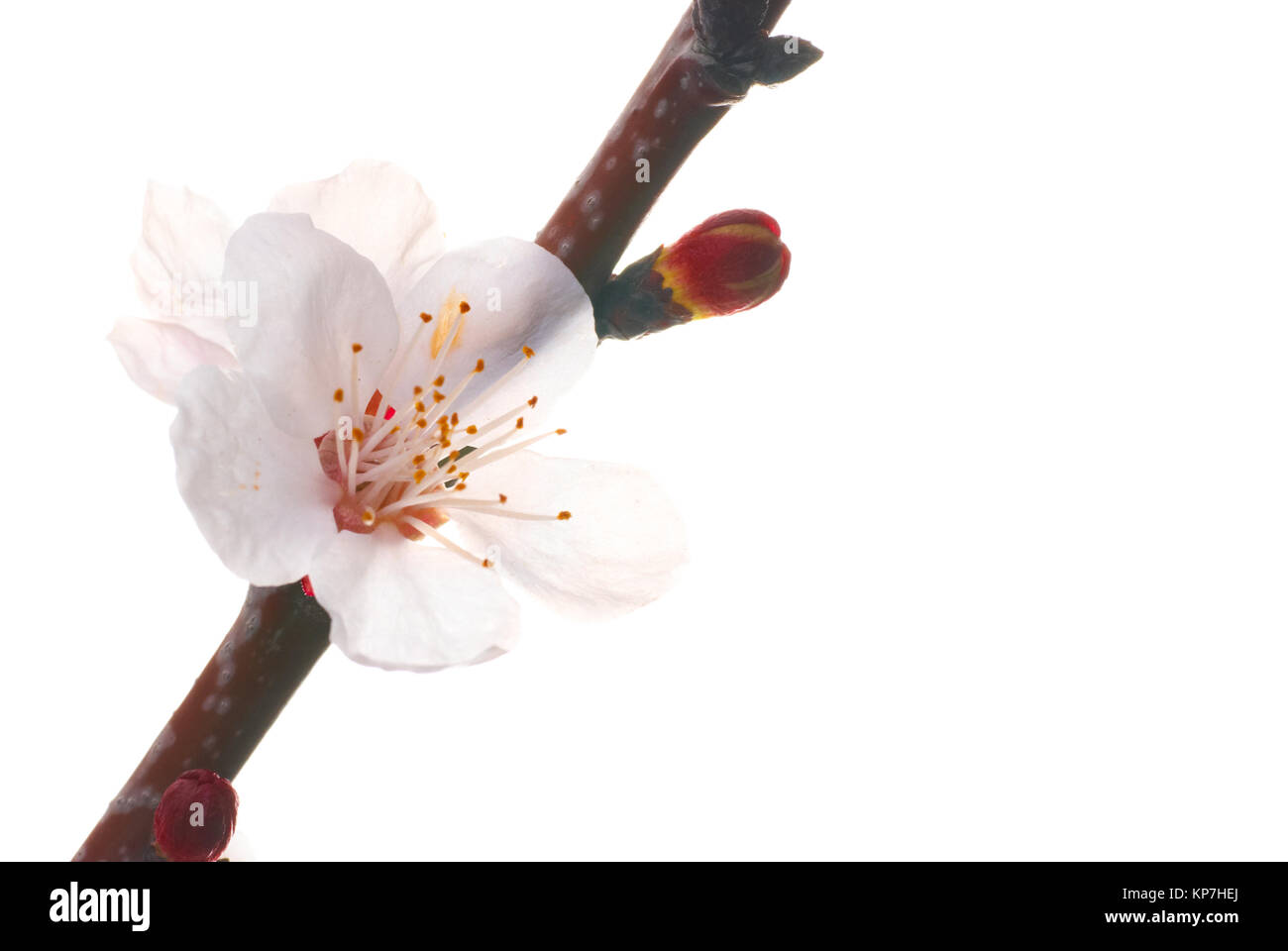 White almond blossom flower Cut Out Stock Images & Pictures - Alamy