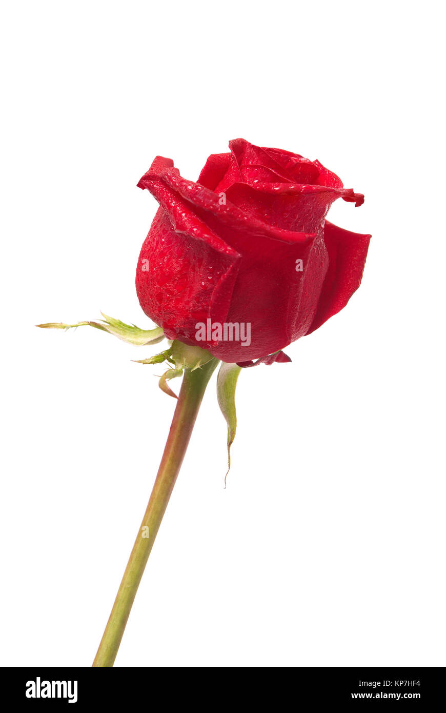 Rose plan view Cut Out Stock Images & Pictures - Alamy