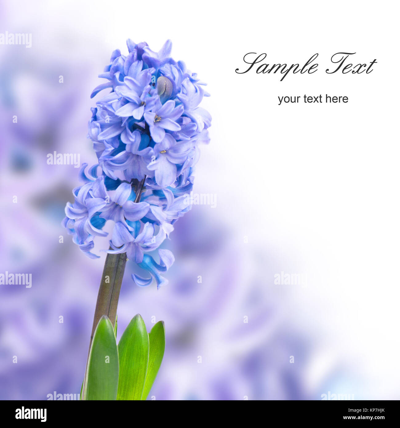 Japanese hyacinth hi-res stock photography and images - Alamy