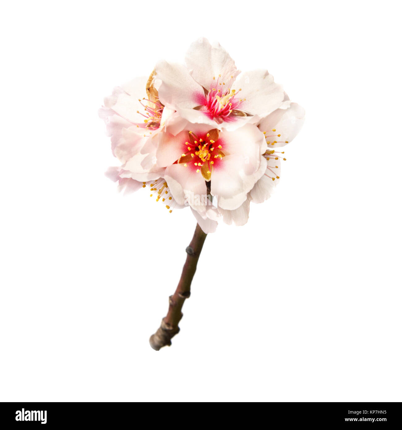 View almond tree white Cut Out Stock Images & Pictures - Alamy