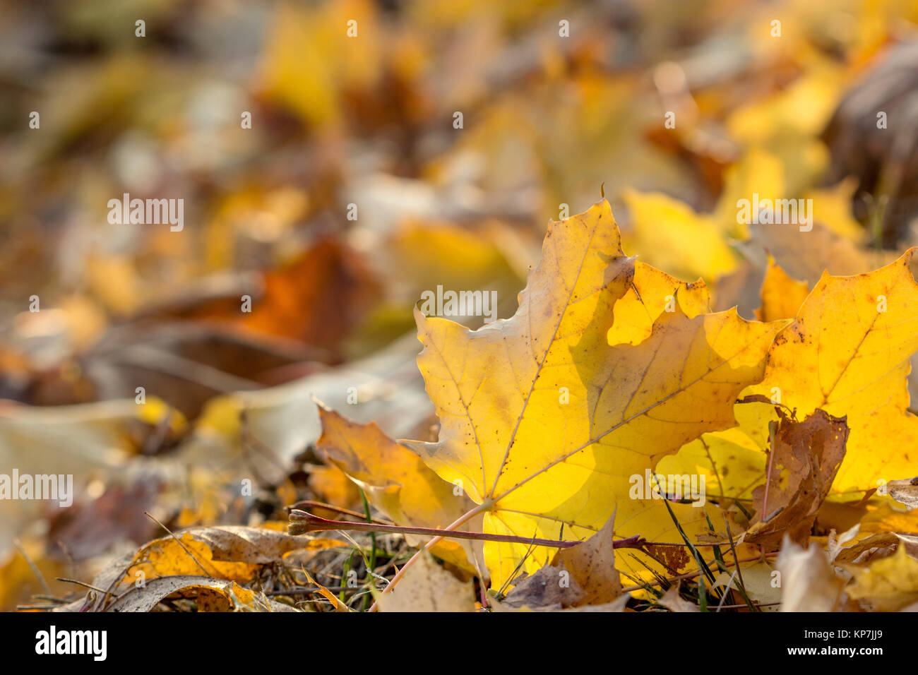 Autumn leaves with yellow maple leaf Stock Photo - Alamy