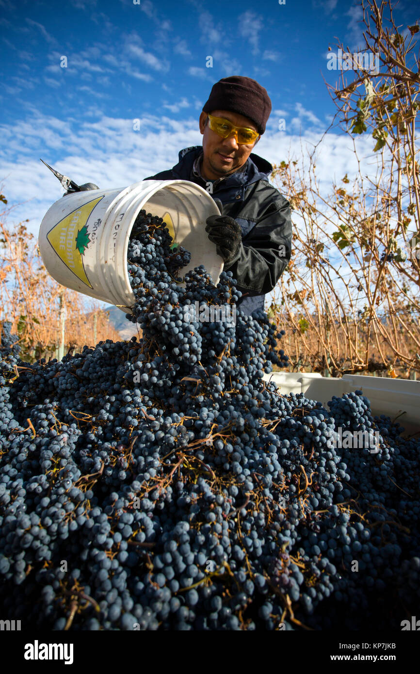 Immigrant farm worker harvesting cabernet franc grapes in the Okanagan ...