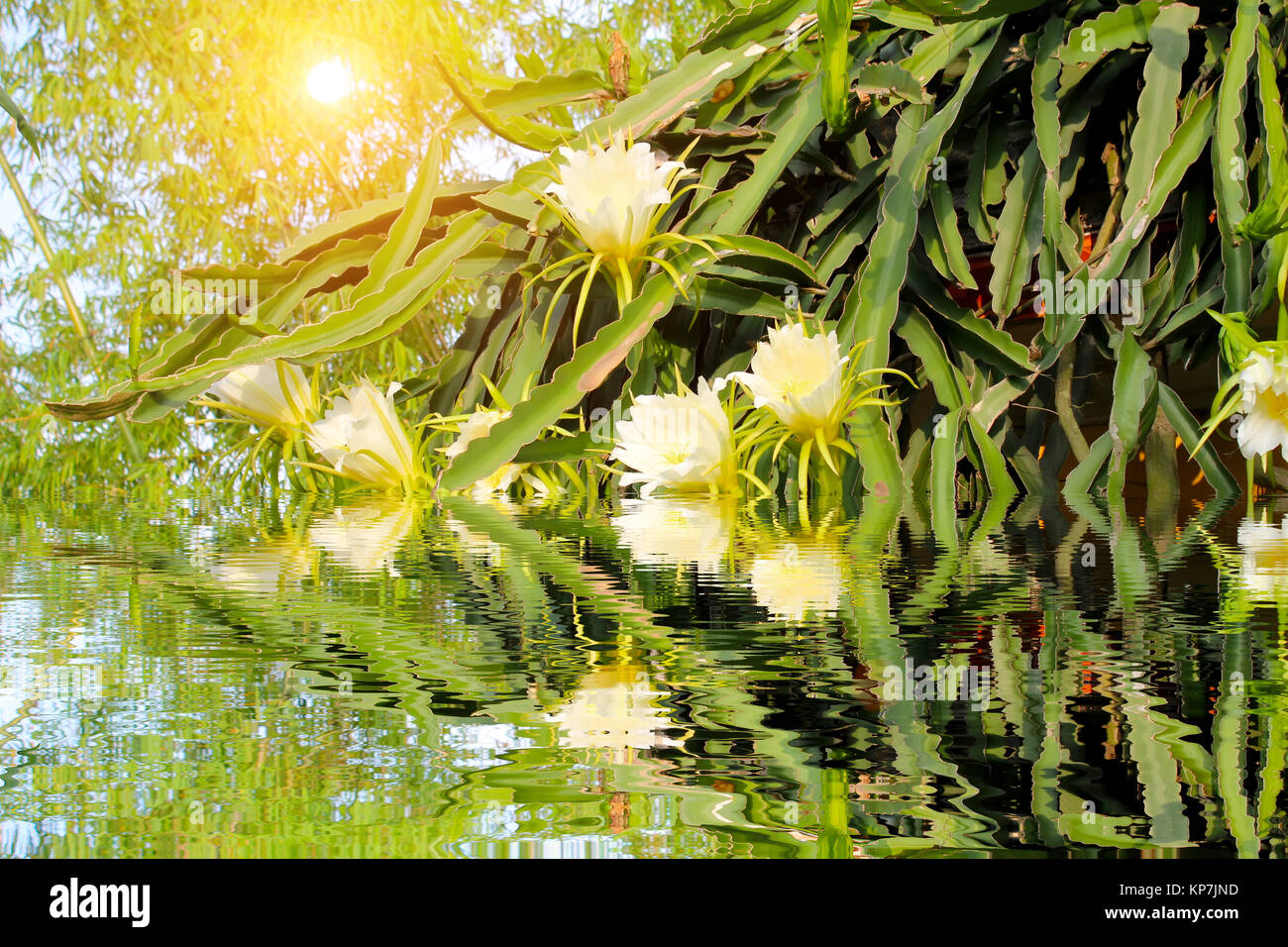 Dragon flower hi-res stock photography and images - Alamy