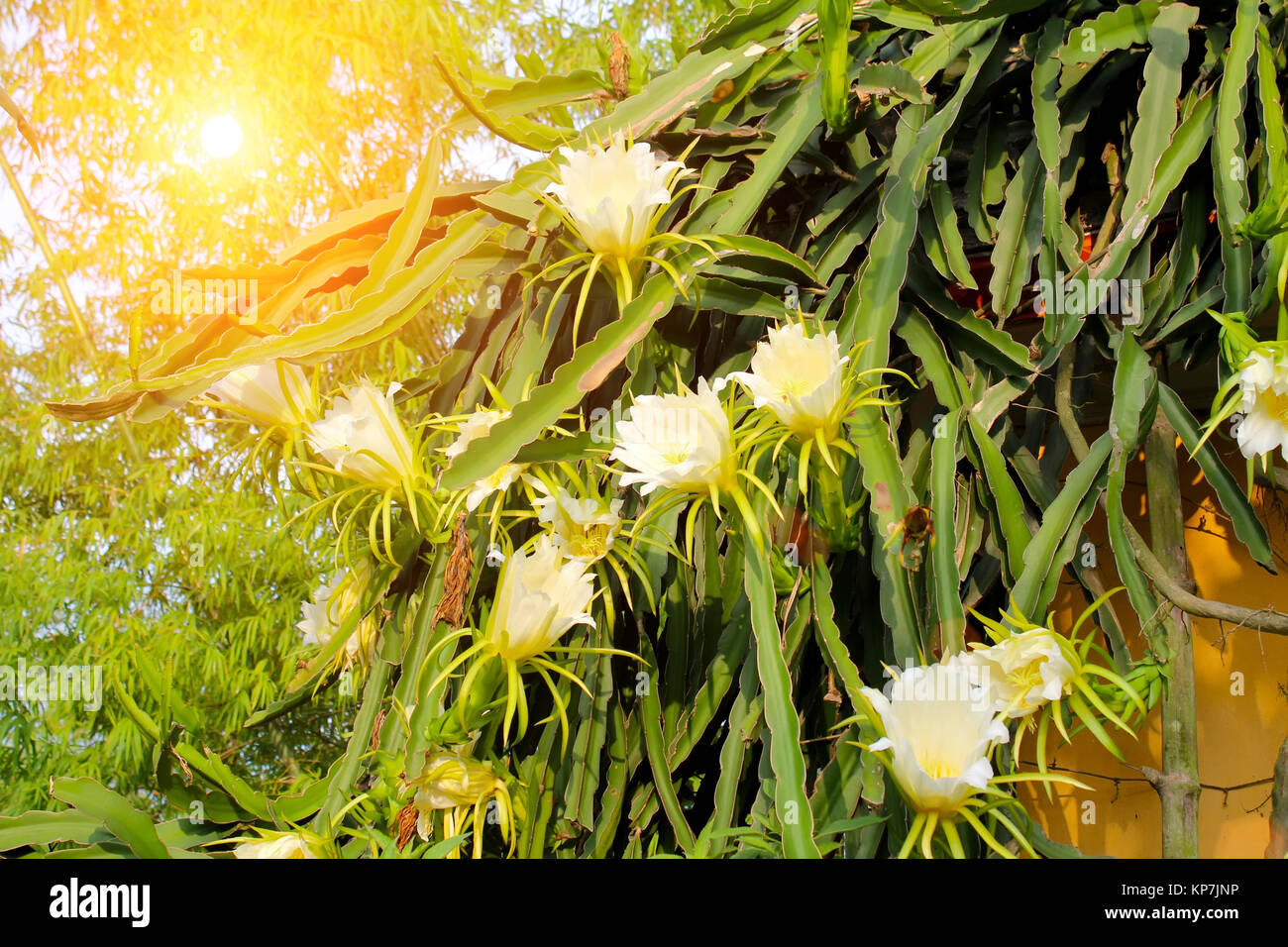Dragon flower hi-res stock photography and images - Alamy