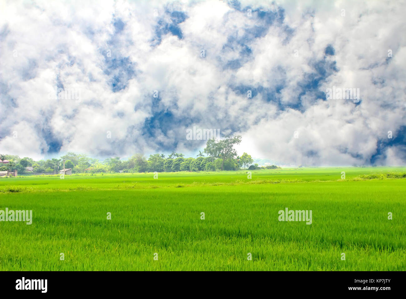 Paddy field tall rice crop hi-res stock photography and images - Alamy