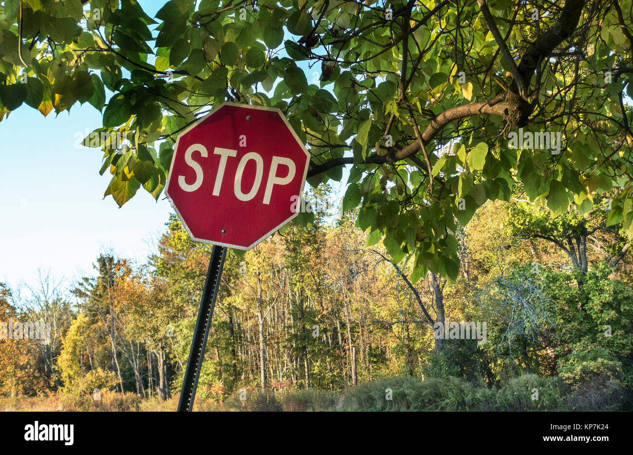 stop sign under tree limb at forest Stock Photo - Alamy