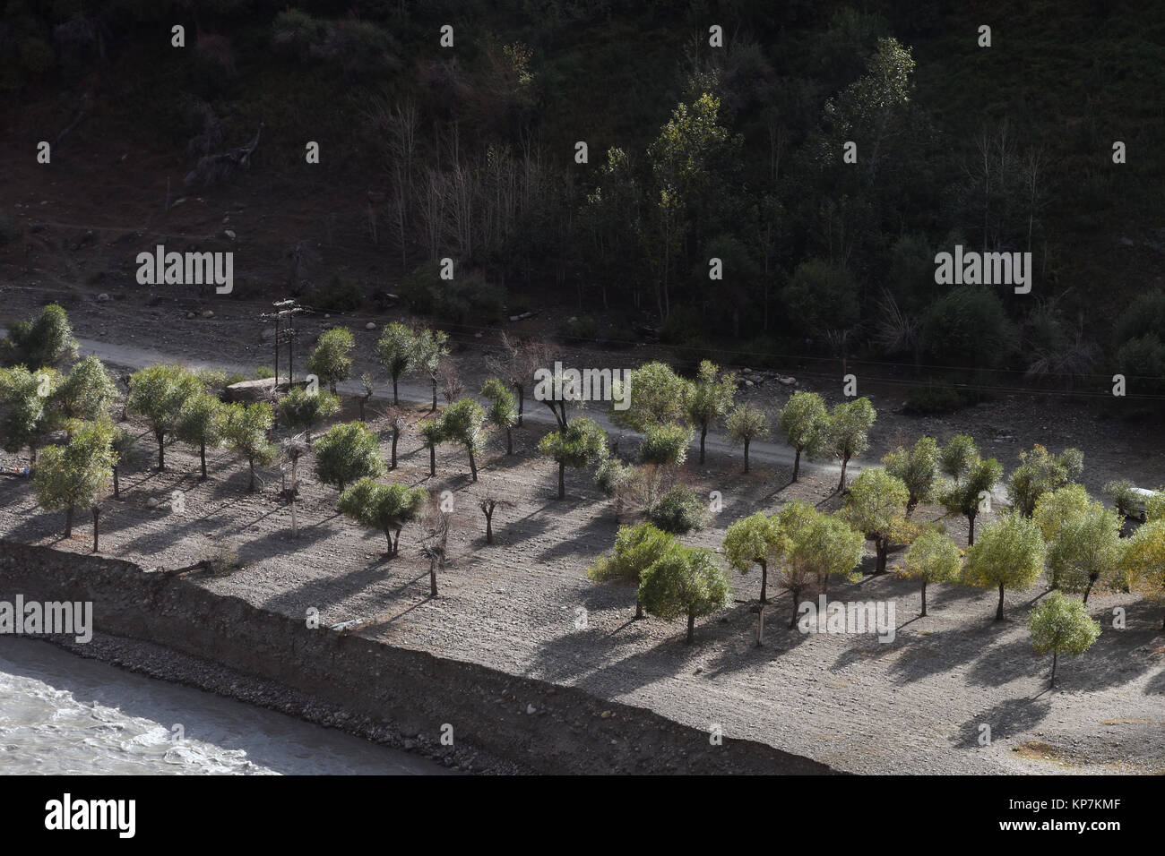 Young trees with round crowns on the river terrace Stock Photo - Alamy