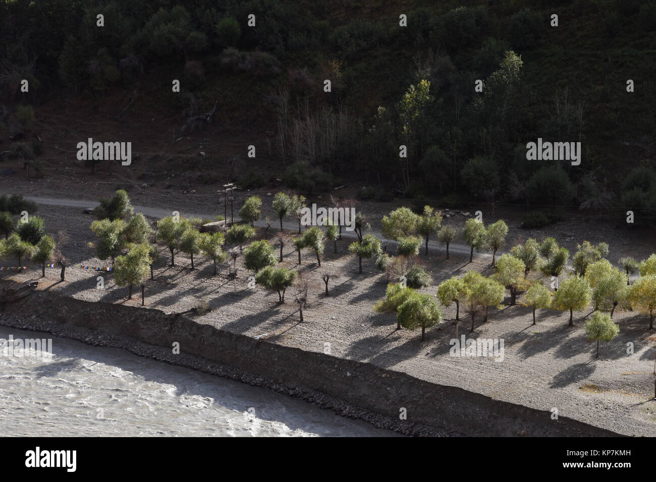Landing strip of young green trees on the river bank, trunks cast ...