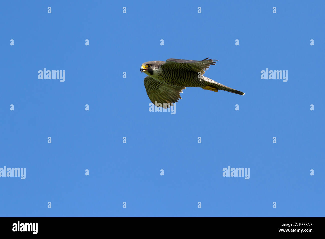 Female peregrine falcon hi-res stock photography and images - Alamy