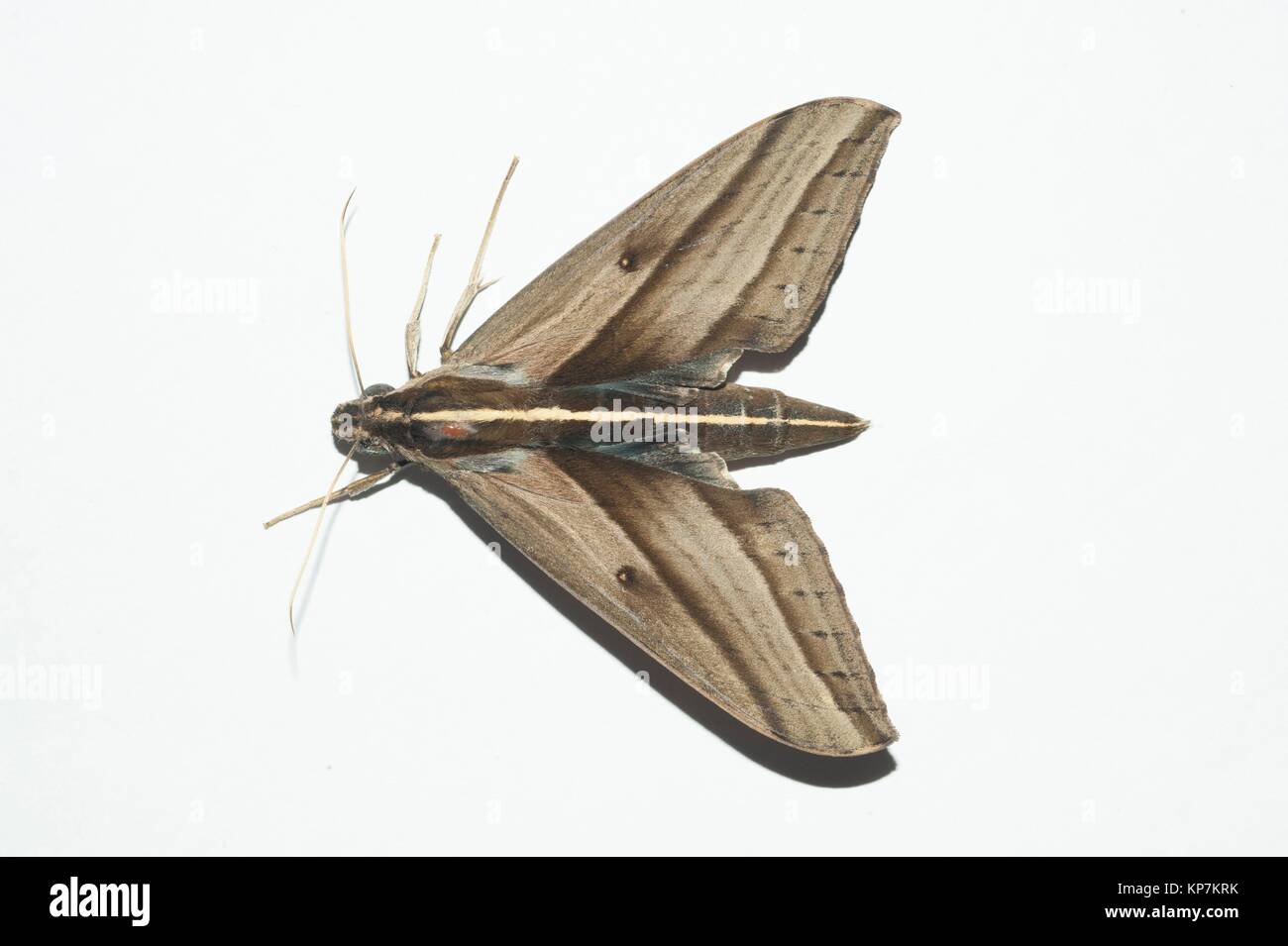 Moth Sphingidae Hawk High Resolution Stock Photography and Images - Alamy