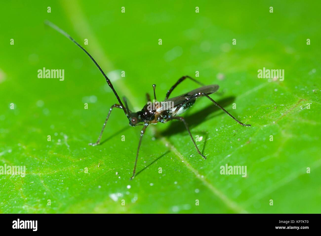 Hemiptera High Resolution Stock Photography and Images - Alamy