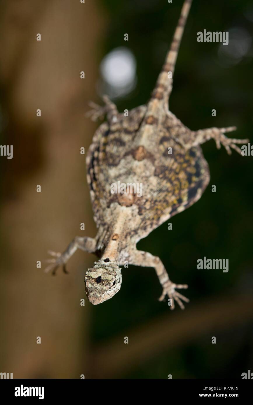 Flying Lizard Flight High Resolution Stock Photography and Images - Alamy