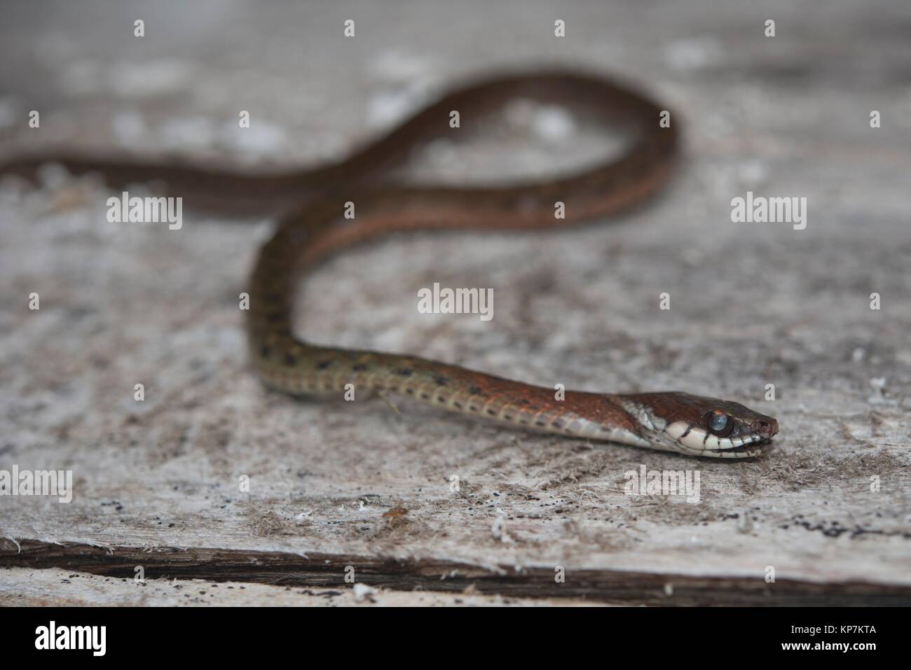 Rear Fanged Venomous Snake High Resolution Stock Photography and Images ...