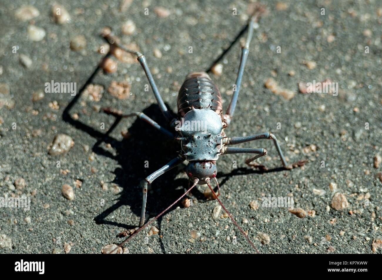 Armoured Ground Cricket Stock Photos & Armoured Ground Cricket Stock ...