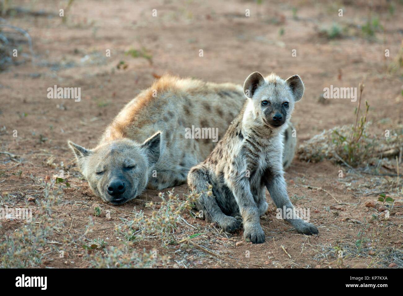 Juvenile Spotted Hyena High Resolution Stock Photography and Images - Alamy