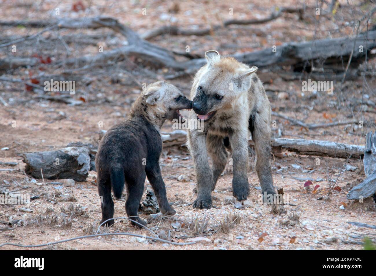 Young Laughing Hyena High Resolution Stock Photography and Images - Alamy